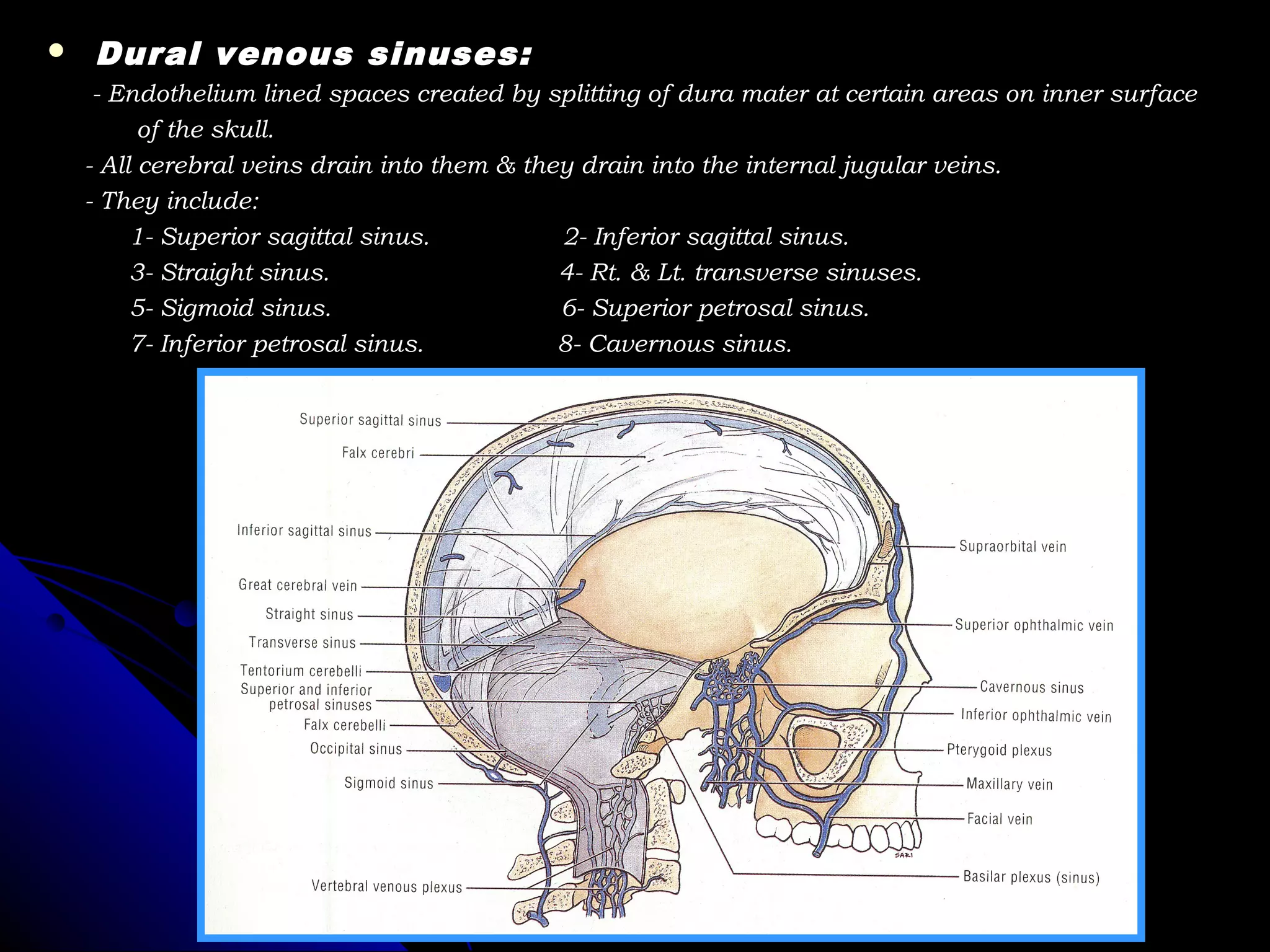 Radiological anatomy of the brain | PPT