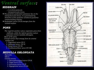 Radiological anatomy of the brain | PPT