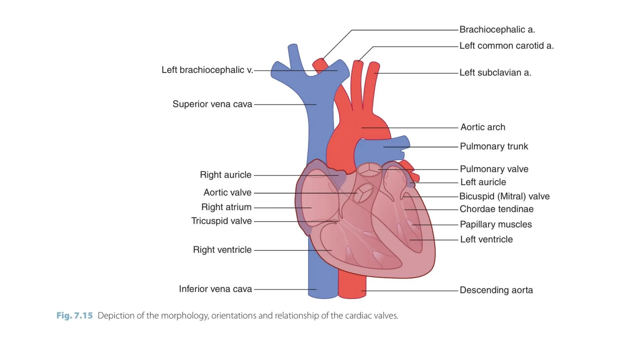 Radiological Anatomy Of the heart and great vessels.pptx