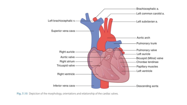 Radiological Anatomy Of the heart and great vessels.pptx