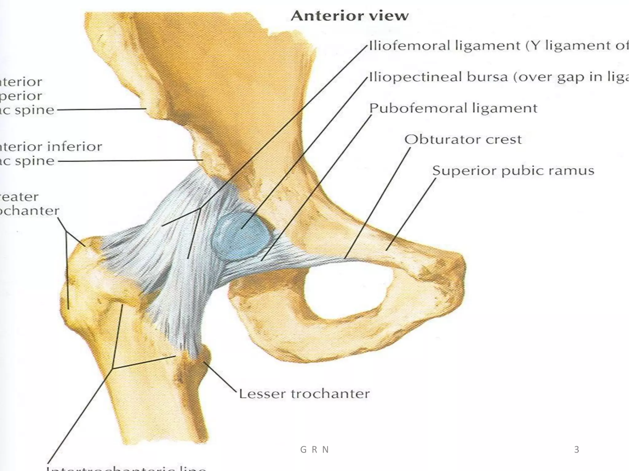 Radiological anatomy of the lower limb r | PDF