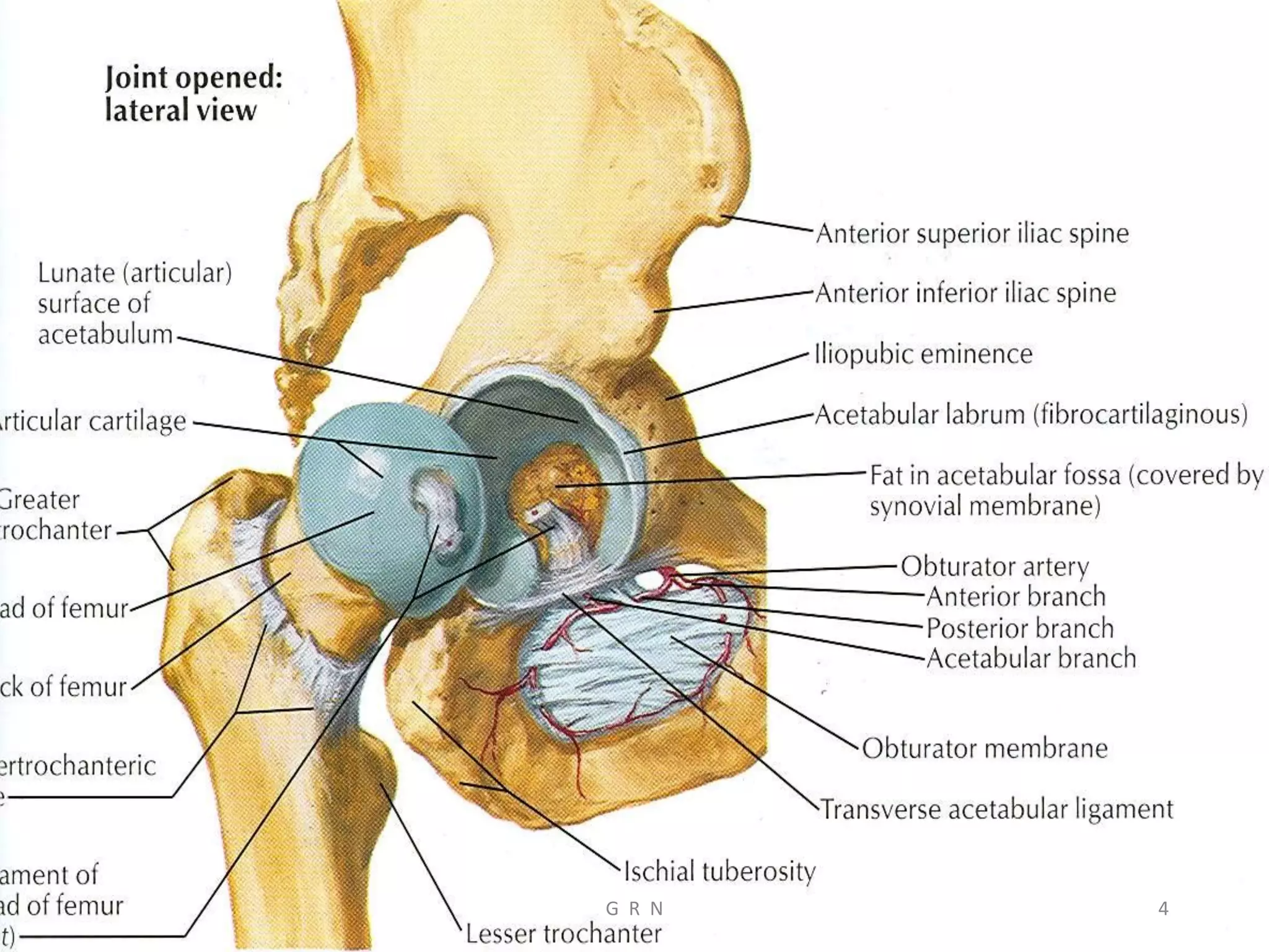 Radiological Anatomy Of The Lower Limb R Pdf