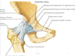 Radiological anatomy of the lower limb r | PDF