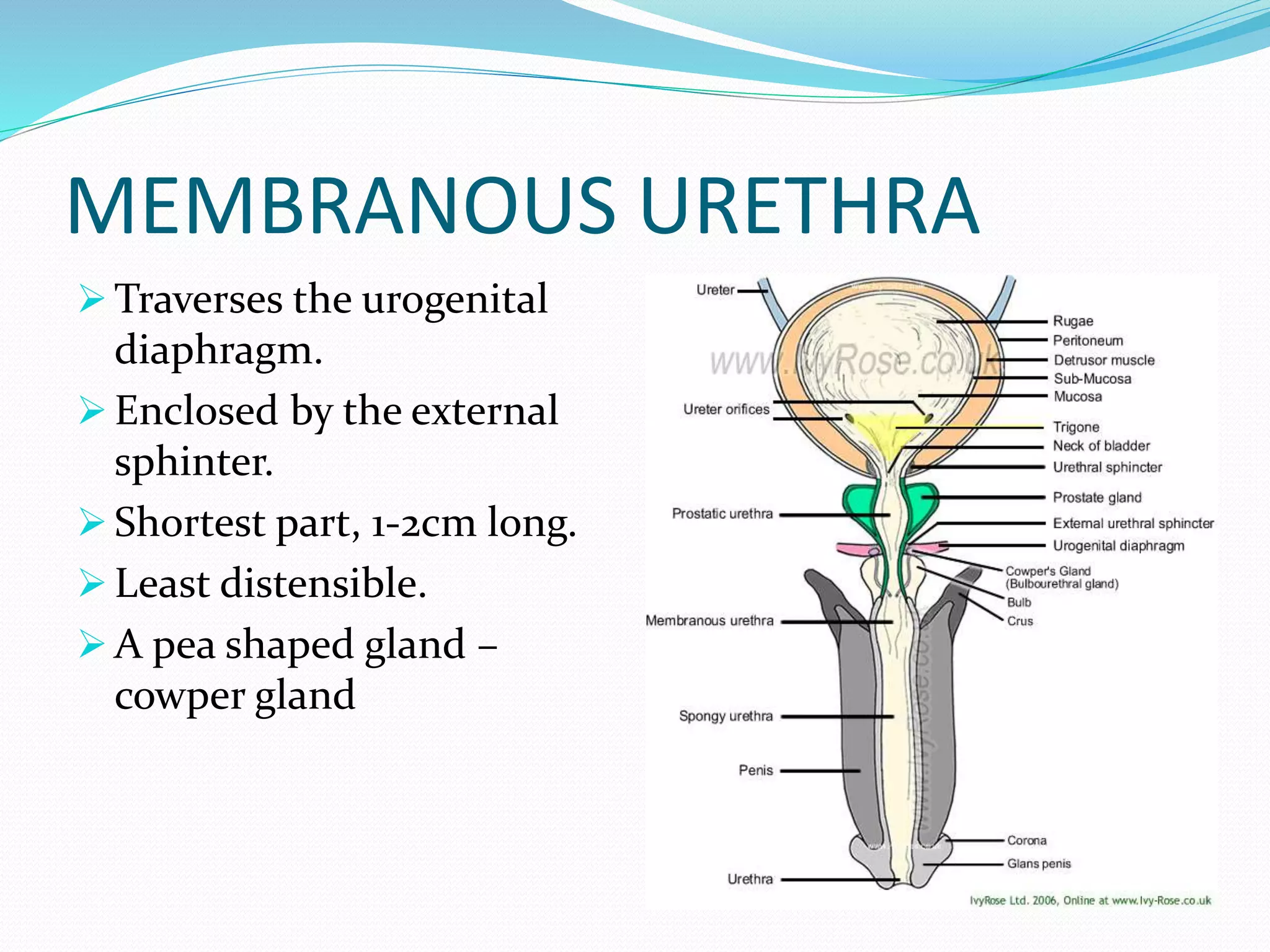 Radiological anatomy of the male urethra and techniques of imaging | PPTX
