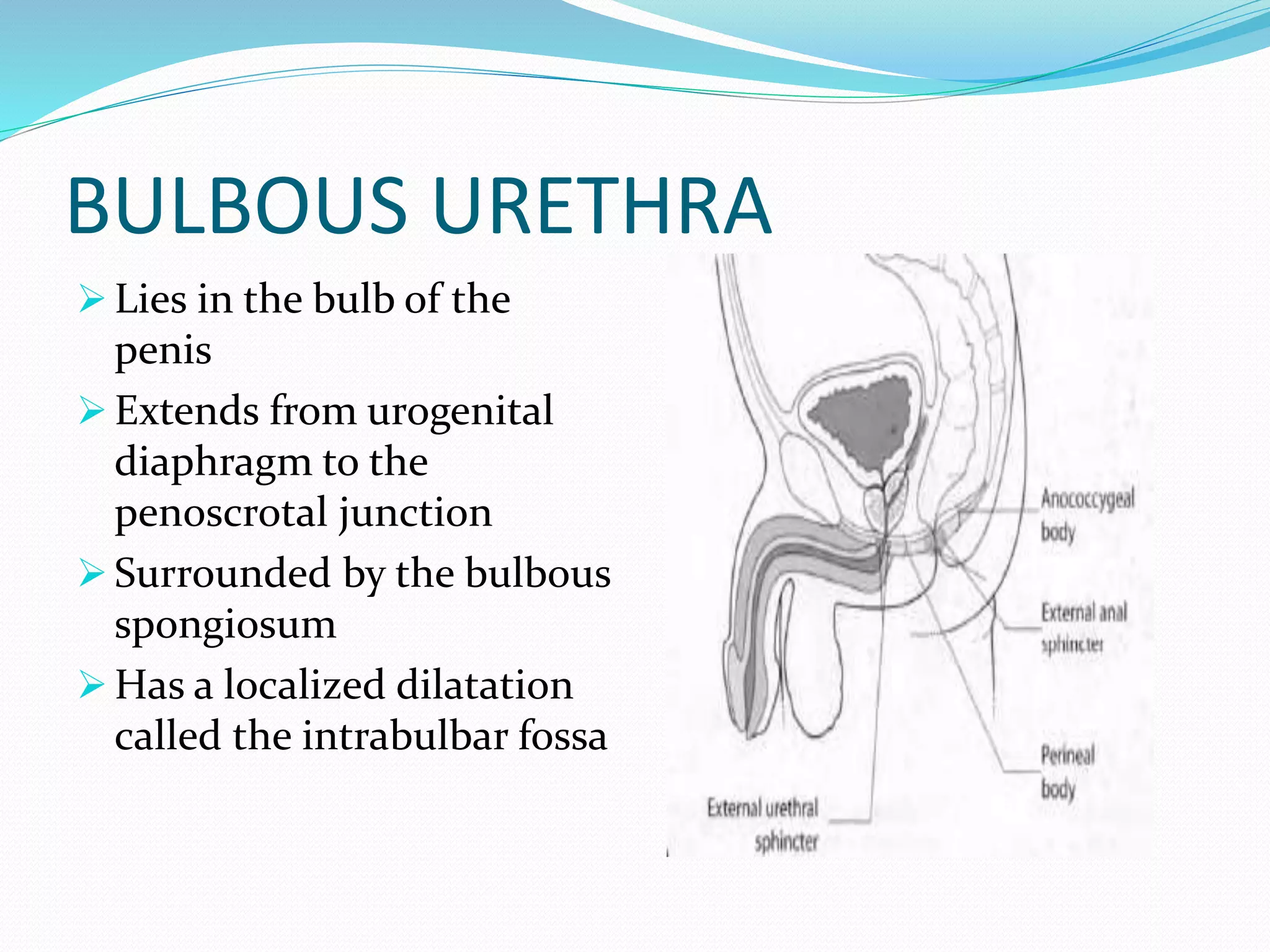 Radiological anatomy of the male urethra and techniques of imaging | PPTX