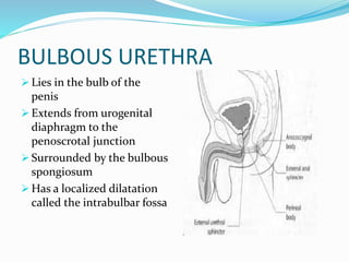 Radiological anatomy of the male urethra and techniques of imaging | PPT