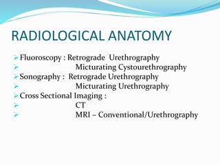 Fluoroscopy And Urethral Anatomy