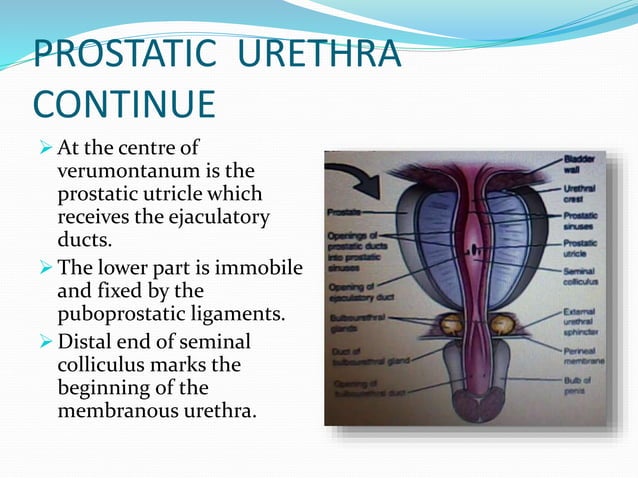 Radiological anatomy of the male urethra and techniques of imaging | PPT