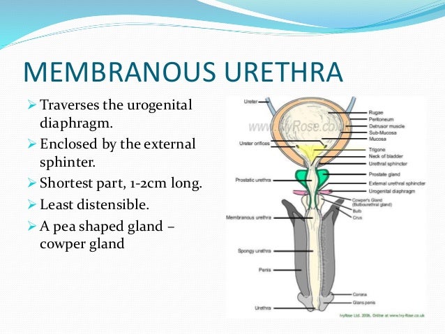 Radiological anatomy of the male urethra and techniques of imaging