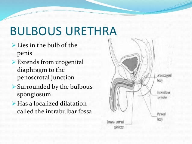 Radiological anatomy of the male urethra and techniques of imaging