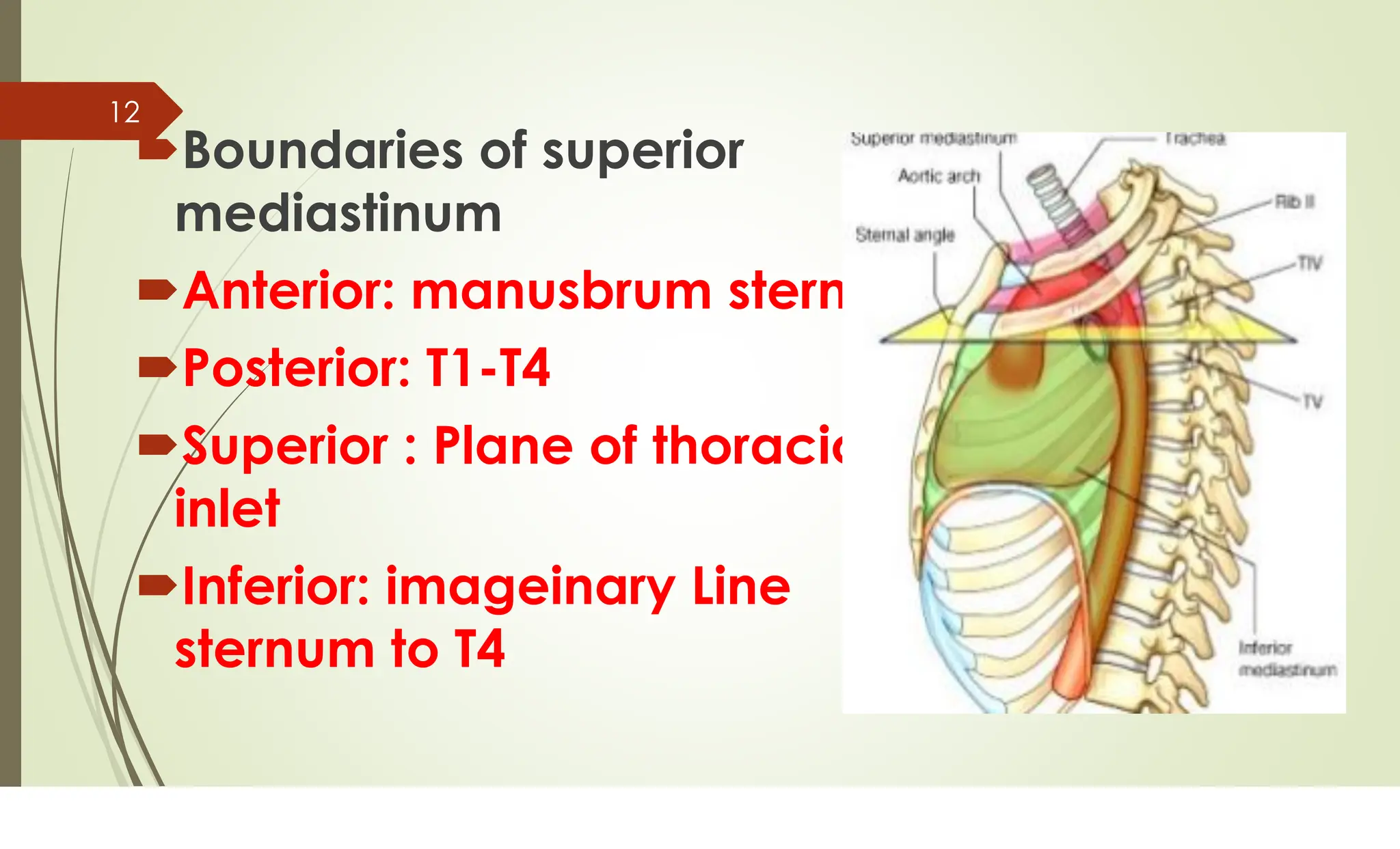 RADIOLOGICAL ANATOMY OF THE MEDIASTINUM.PDF