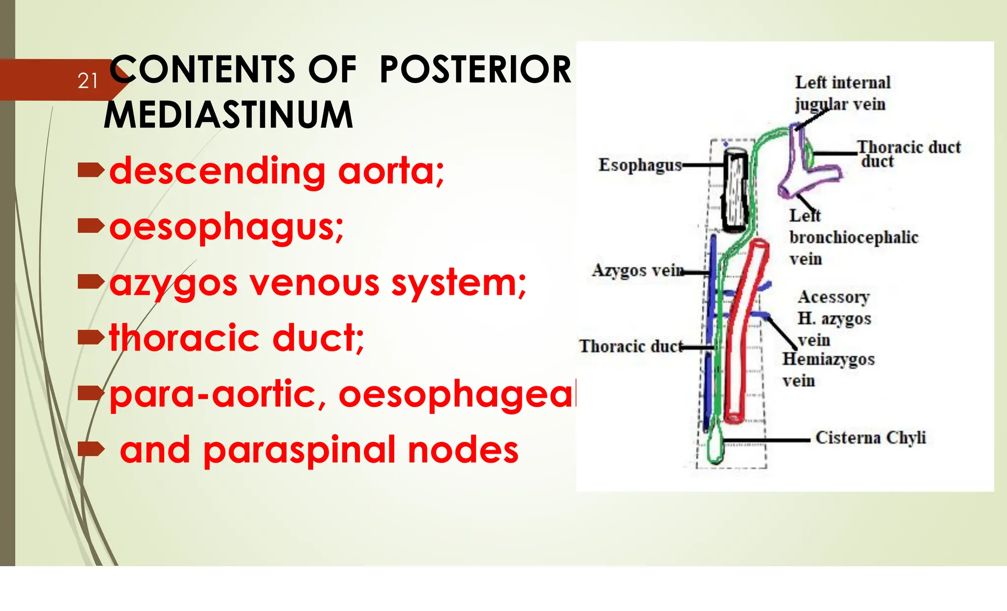RADIOLOGICAL ANATOMY OF THE MEDIASTINUM.PDF