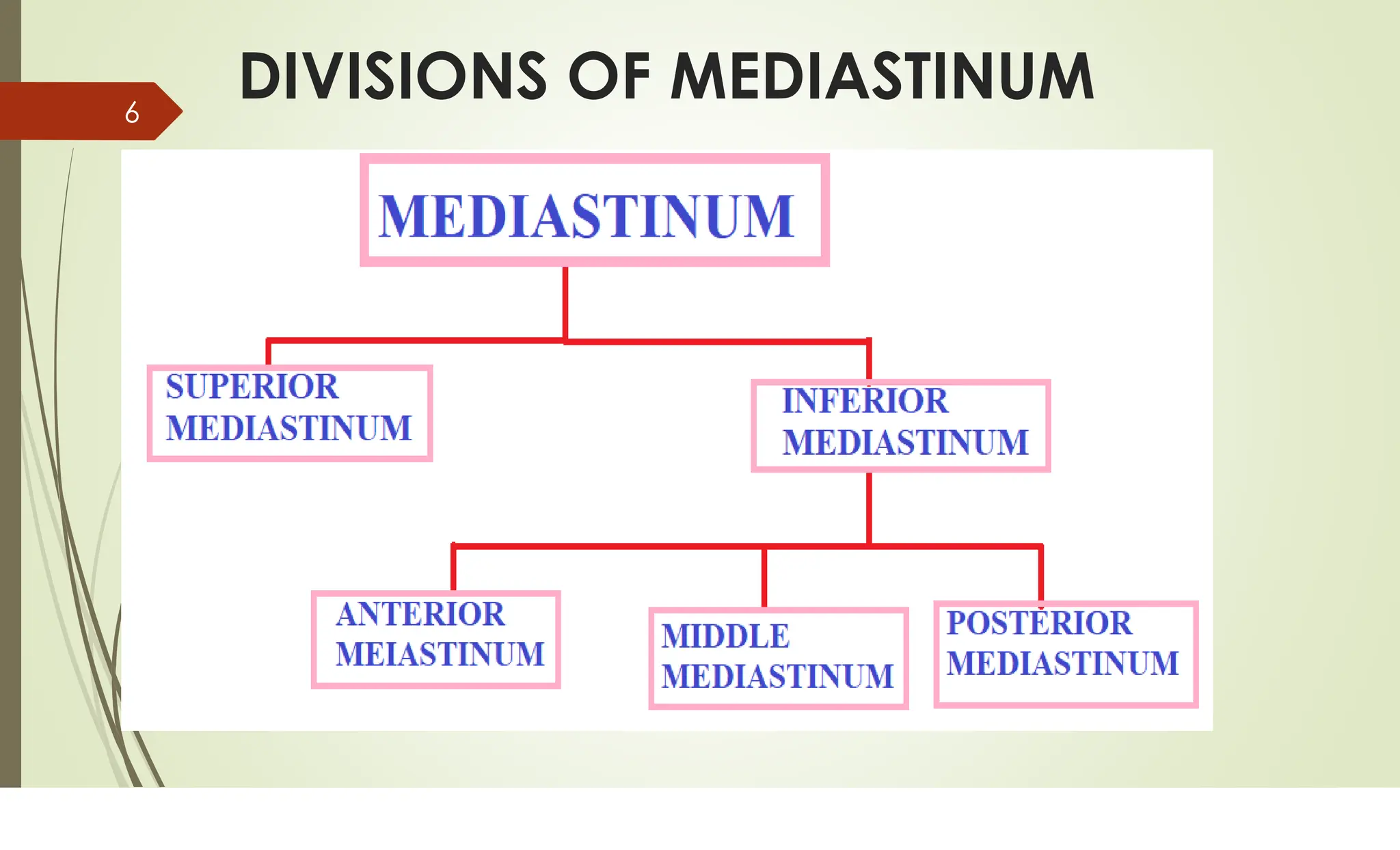 RADIOLOGICAL ANATOMY OF THE MEDIASTINUM.PDF