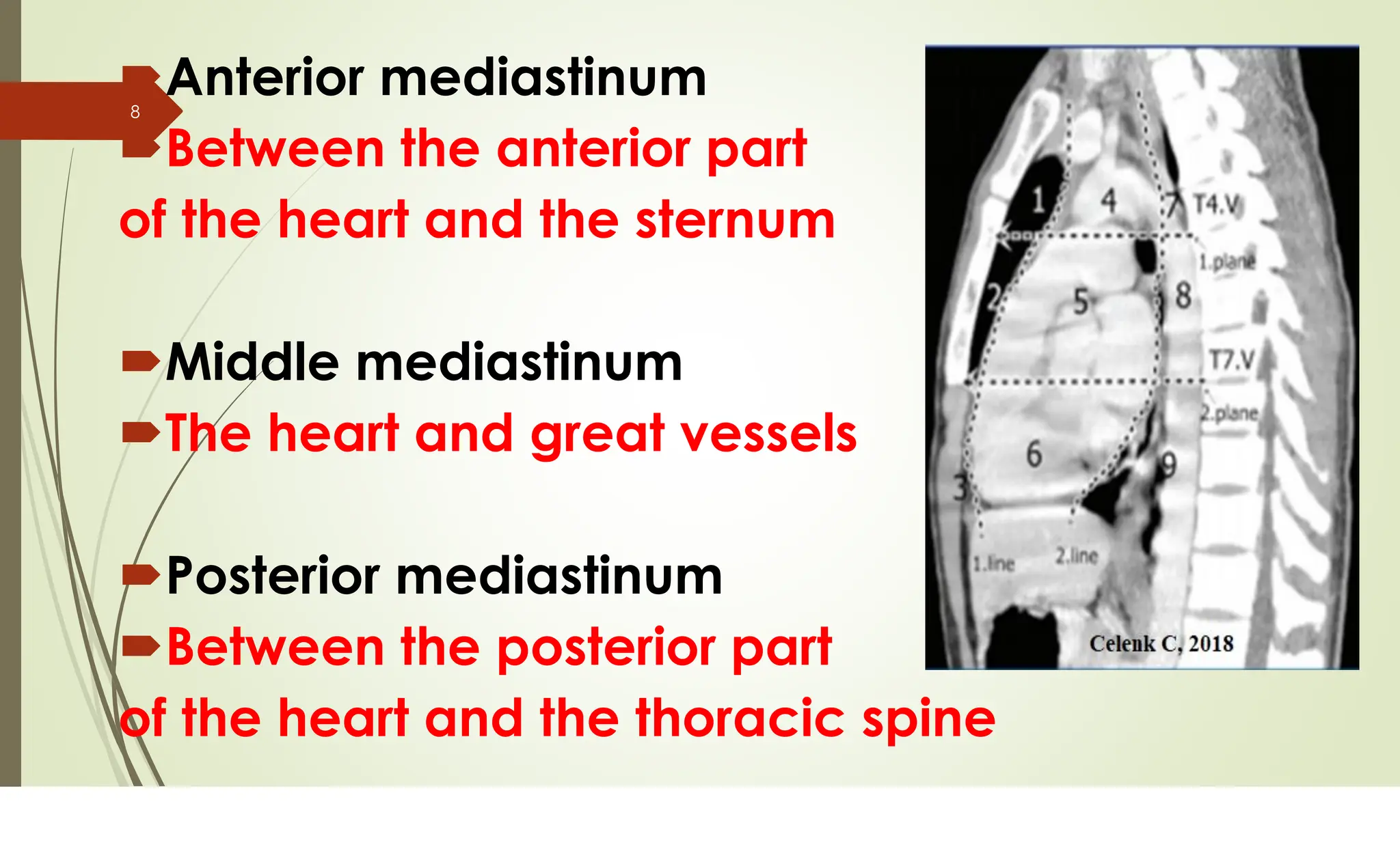 RADIOLOGICAL ANATOMY OF THE MEDIASTINUM.PDF