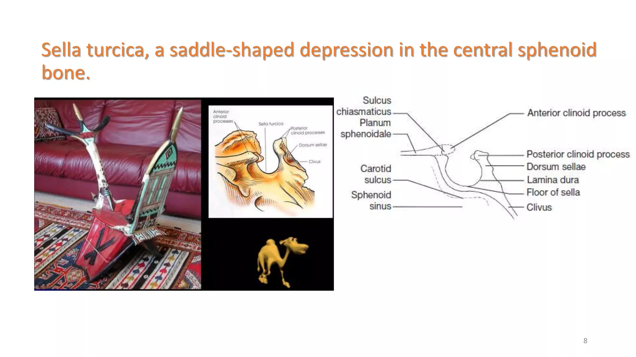 RADIOLOGICAL ANATOMY OF THE PITUITARY GLAND AND TECHNIQUES.pptx