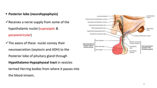 RADIOLOGICAL ANATOMY OF THE PITUITARY GLAND AND TECHNIQUES.pptx