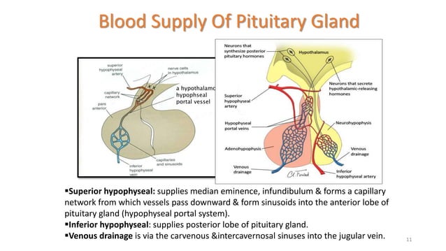 RADIOLOGICAL ANATOMY OF THE PITUITARY GLAND AND TECHNIQUES.pptx
