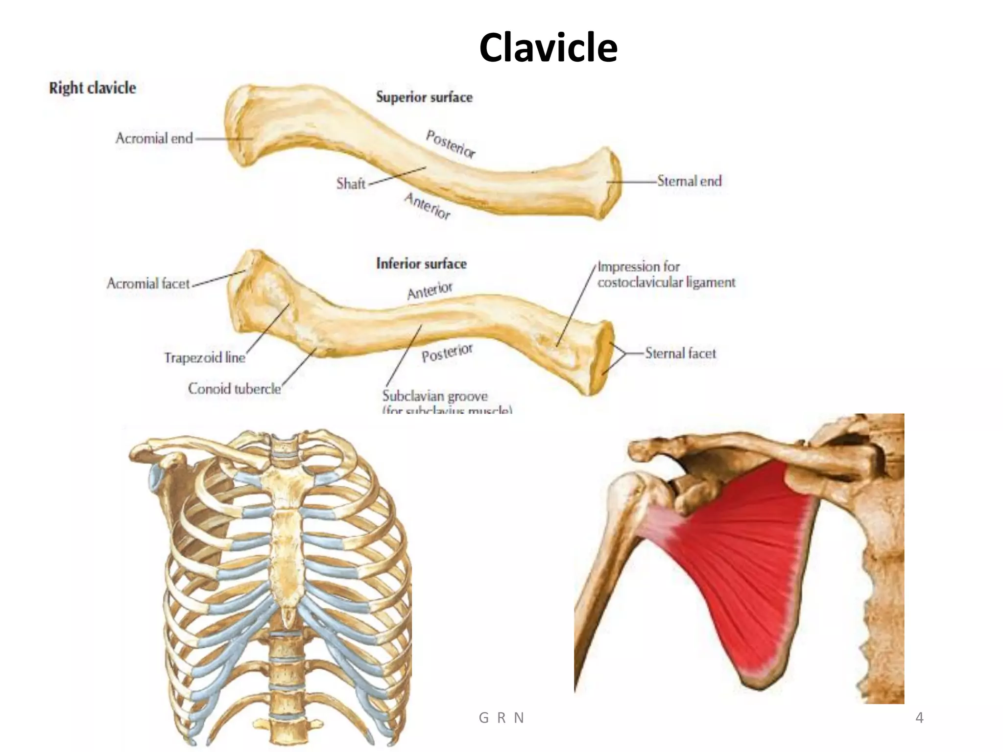 Radiological anatomy of the upper limb r | PDF