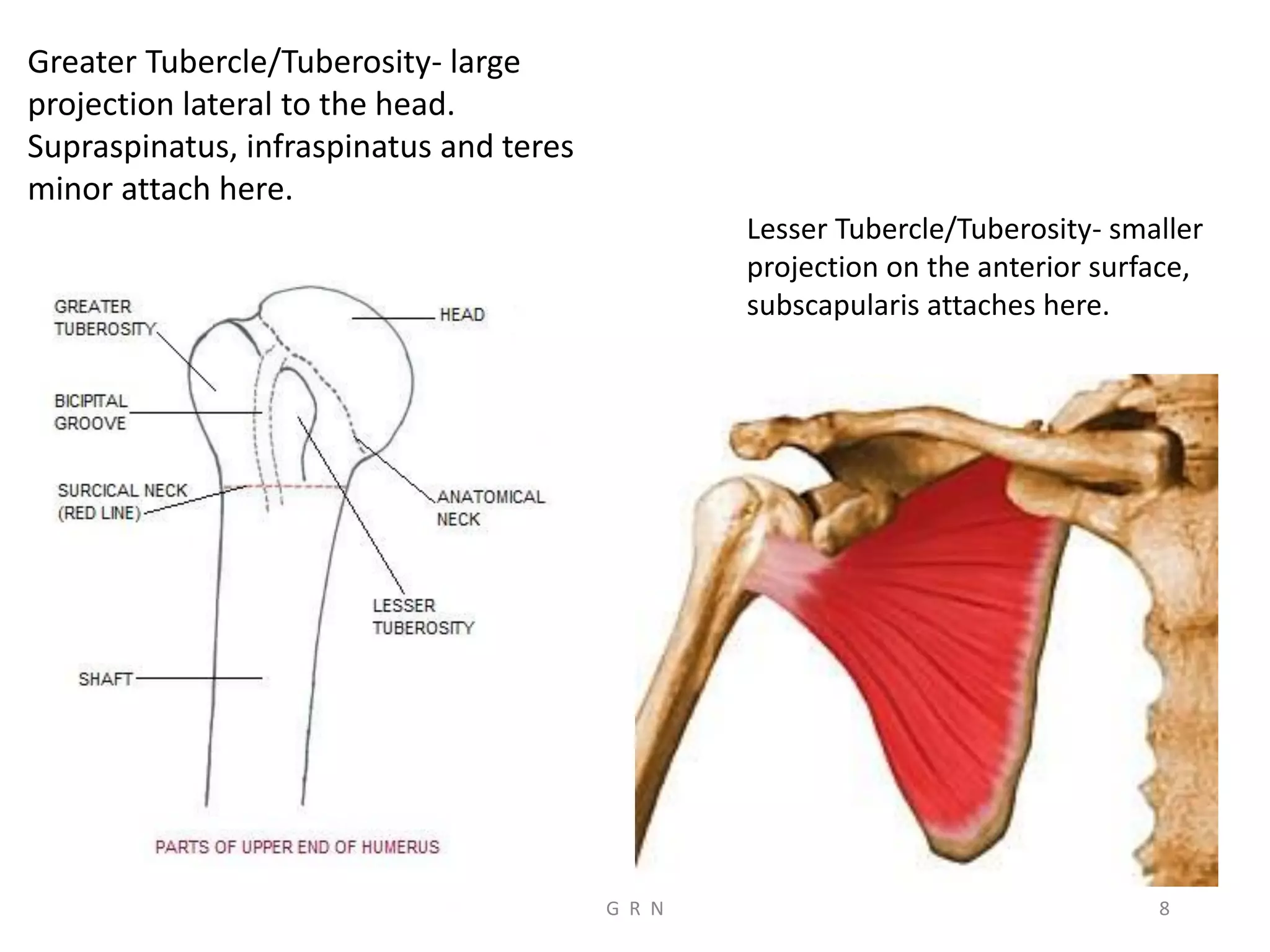 Radiological anatomy of the upper limb r | PDF