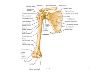 Radiological anatomy of the upper limb r | PDF