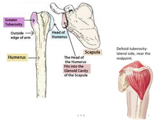Radiological anatomy of the upper limb r | PDF