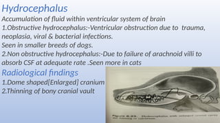 Radiological investigations of Head pathology in Small animals.pptx