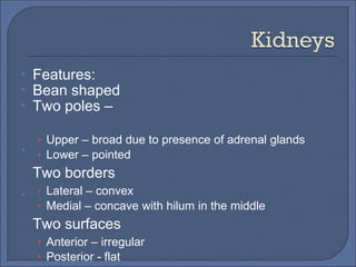 Radiological kidney | PPTX