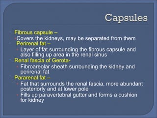 Radiological kidney | PPTX
