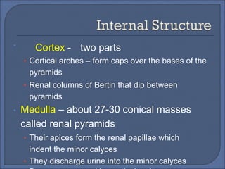 Radiological kidney | PPTX