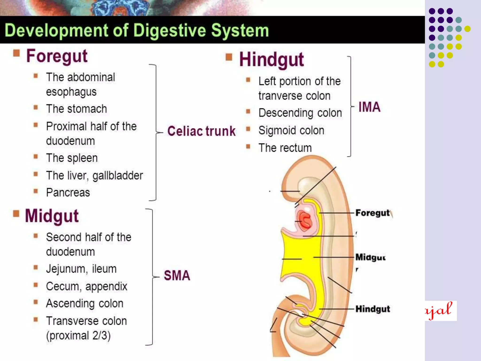 Radiological procedure of GI Tract 01 | PPTX