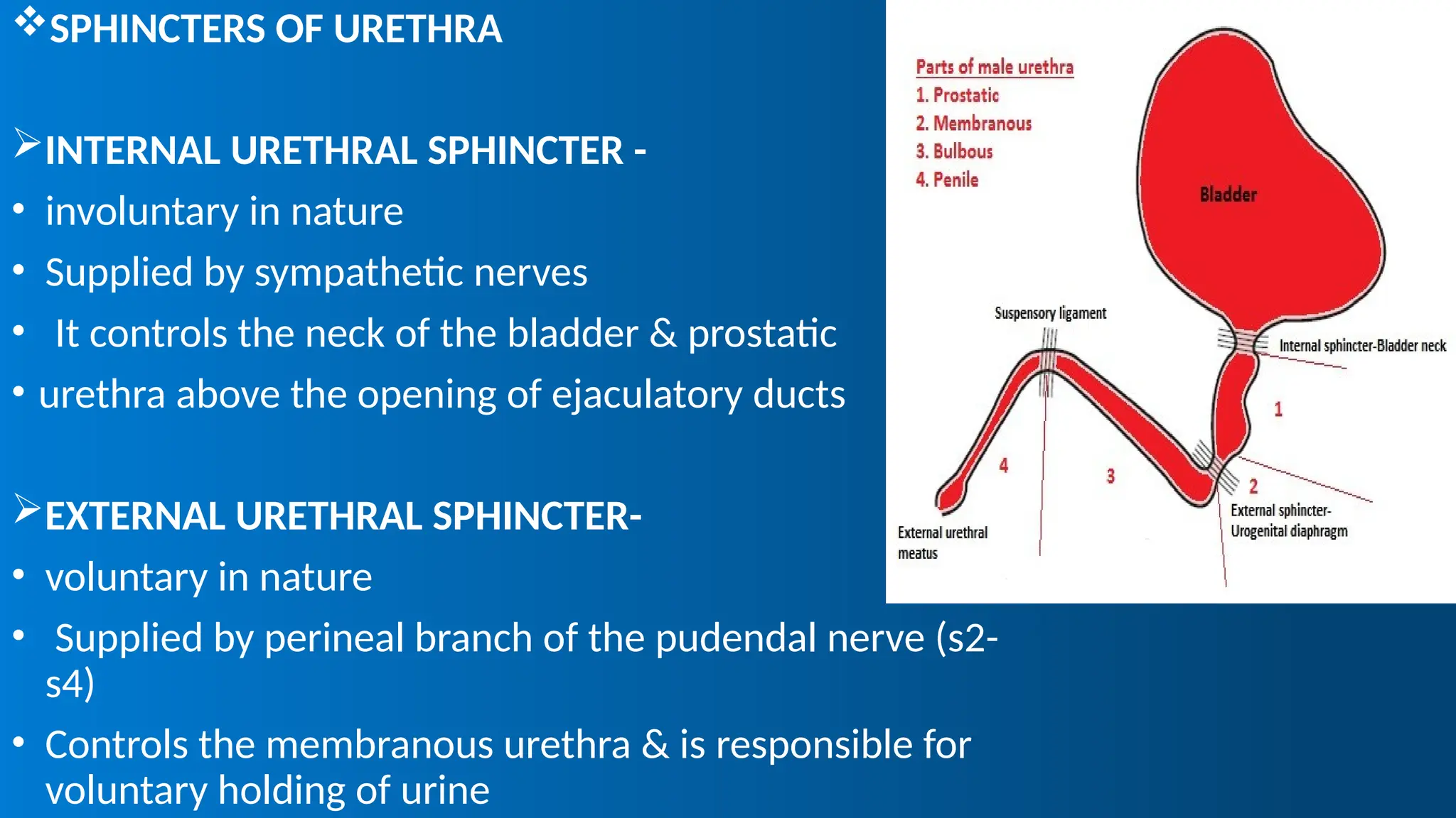 Radiological Procedure of Retrograde Urethrography.pptx