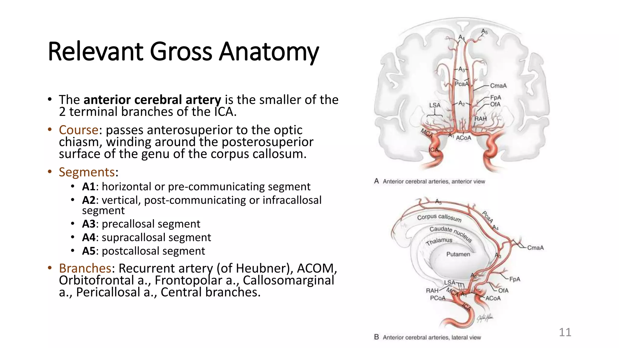 Radiologic Anatomy of the Blood Supply to the Brain.pptx