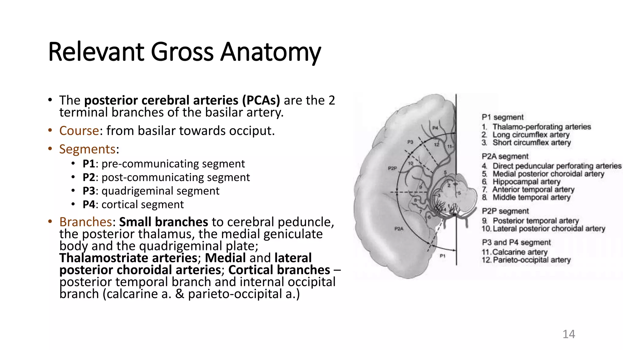 Radiologic Anatomy of the Blood Supply to the Brain.pptx