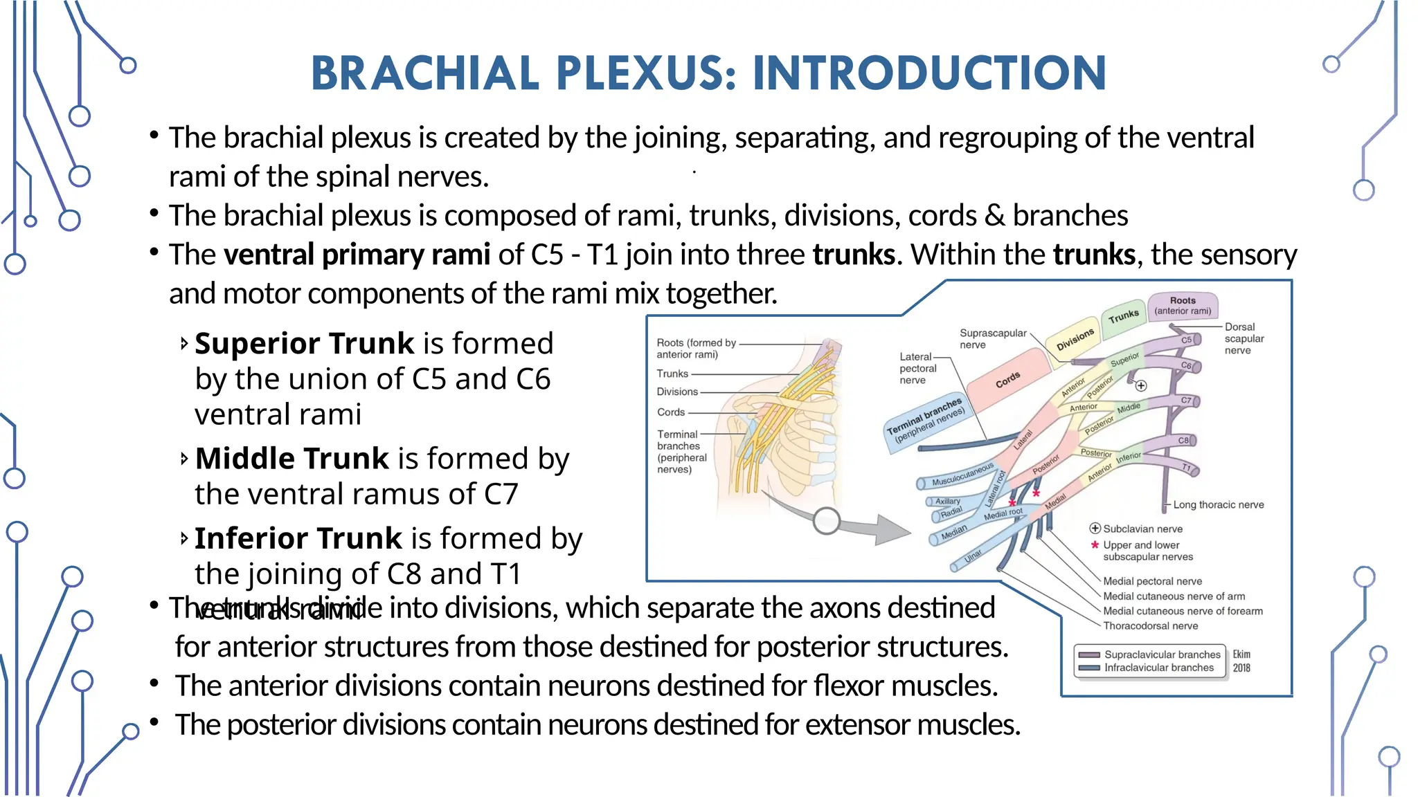 Radiologic_Anatomy_of_the_Brachial_plexus [final].pptx