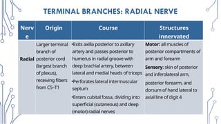 Radiologic_Anatomy_of_the_Brachial_plexus [final].pptx