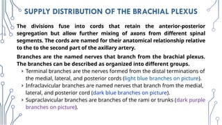Radiologic_Anatomy_of_the_Brachial_plexus [final].pptx