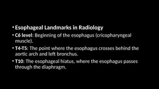 Radiology abdomen mbbs pdf detailed explanations | PPTX
