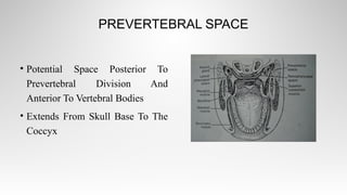 Radiological Imaging in Head and Neck and relevant anatomy | PPT