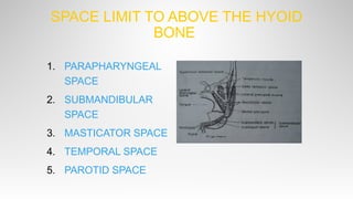 Radiological Imaging in Head and Neck and relevant anatomy | PPT