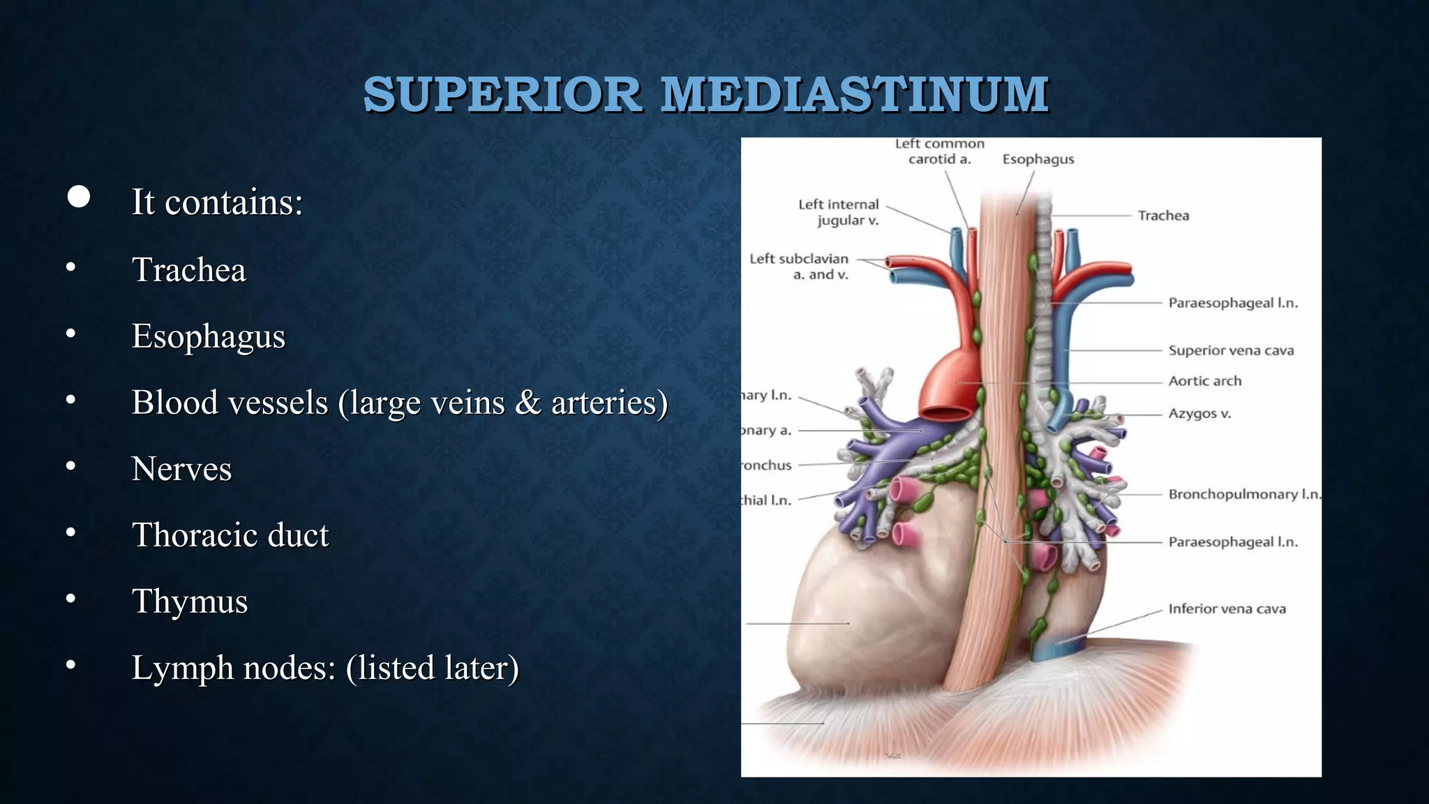 Radiology day 3 mediastinal anatomy | PPT