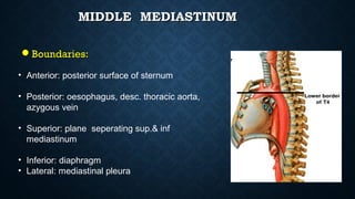 Radiology day 3 mediastinal anatomy | PPT