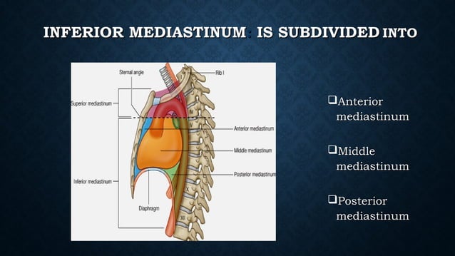 Radiology day 3 mediastinal anatomy | PPT