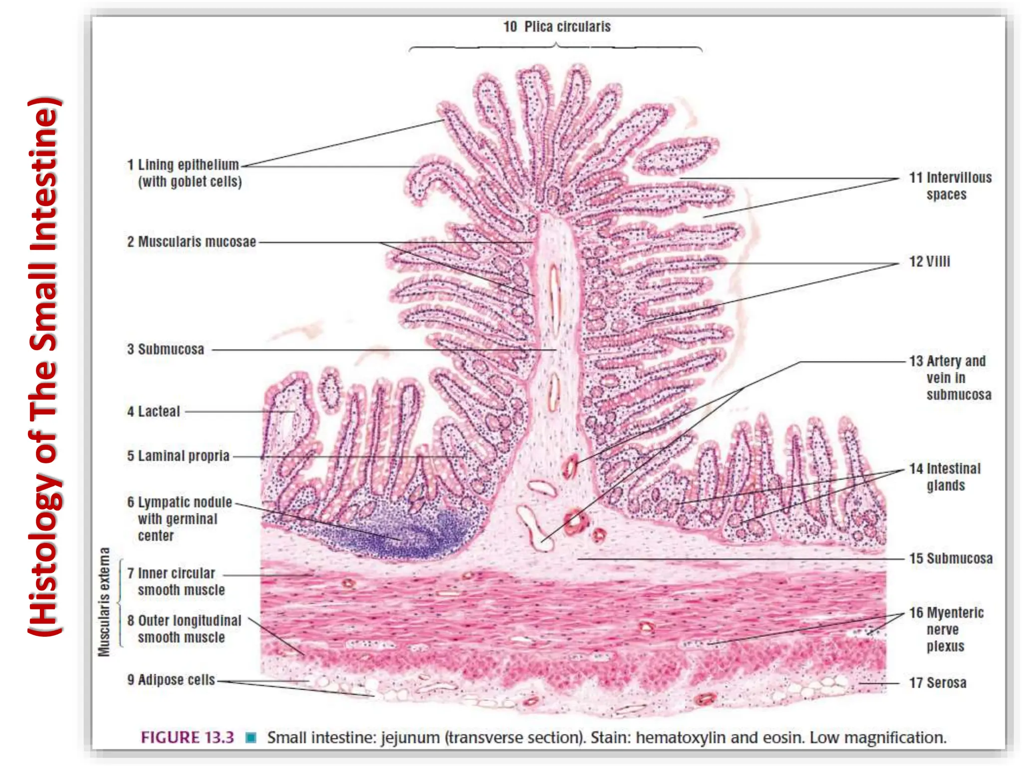 RADIOLOGY/Imaging of The Small Intestine | PPT