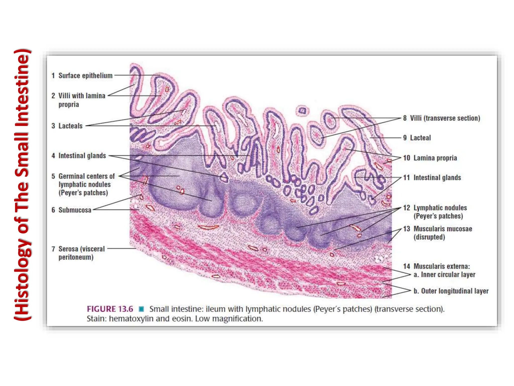 RADIOLOGY/Imaging of The Small Intestine | PPT