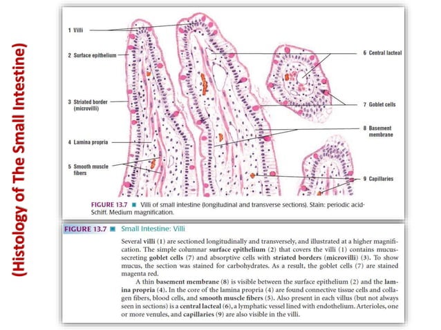 RADIOLOGY/Imaging of The Small Intestine | PPT