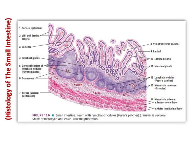 RADIOLOGY/Imaging of The Small Intestine | PPT
