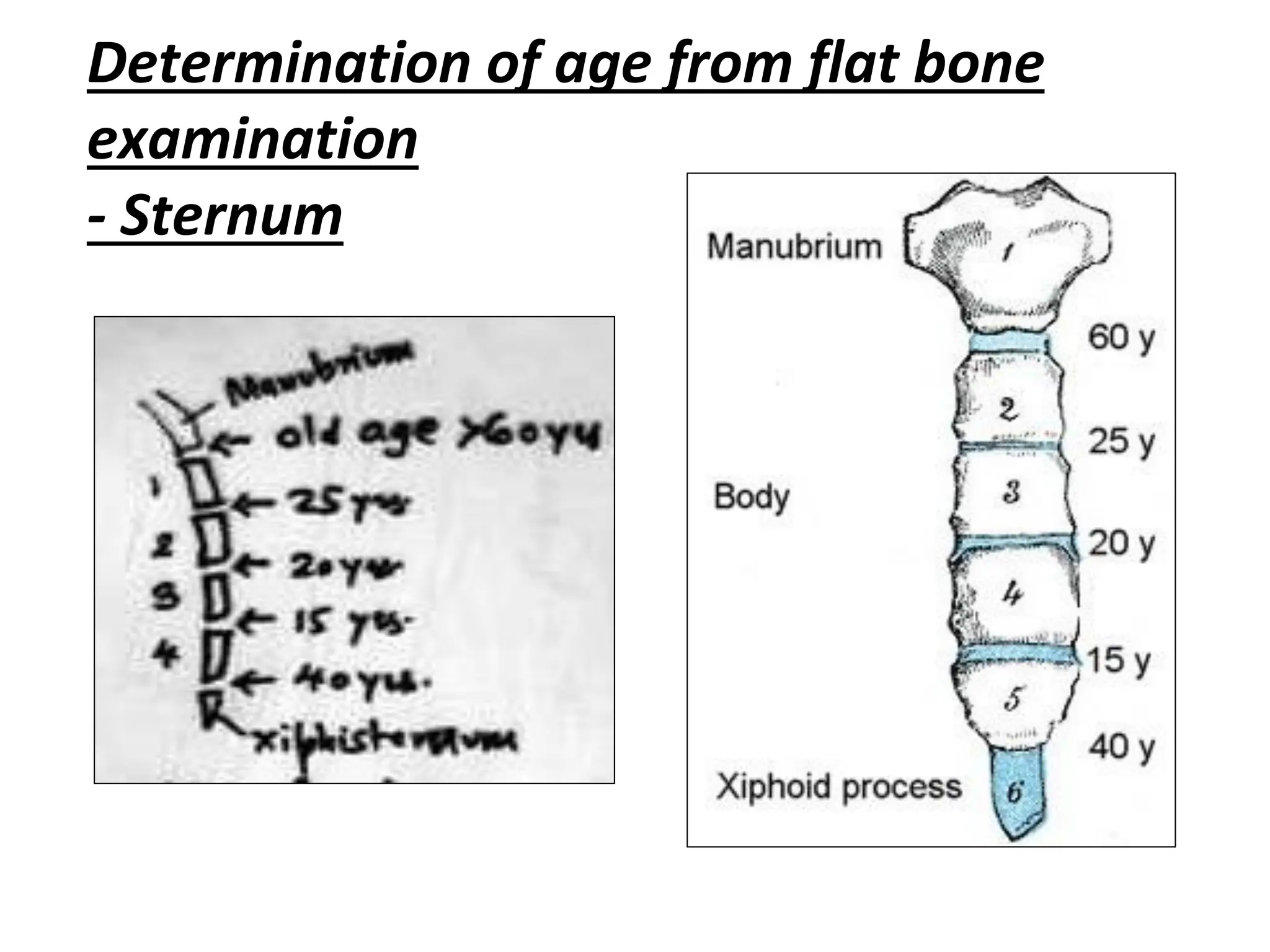 radiology in identification.pdf