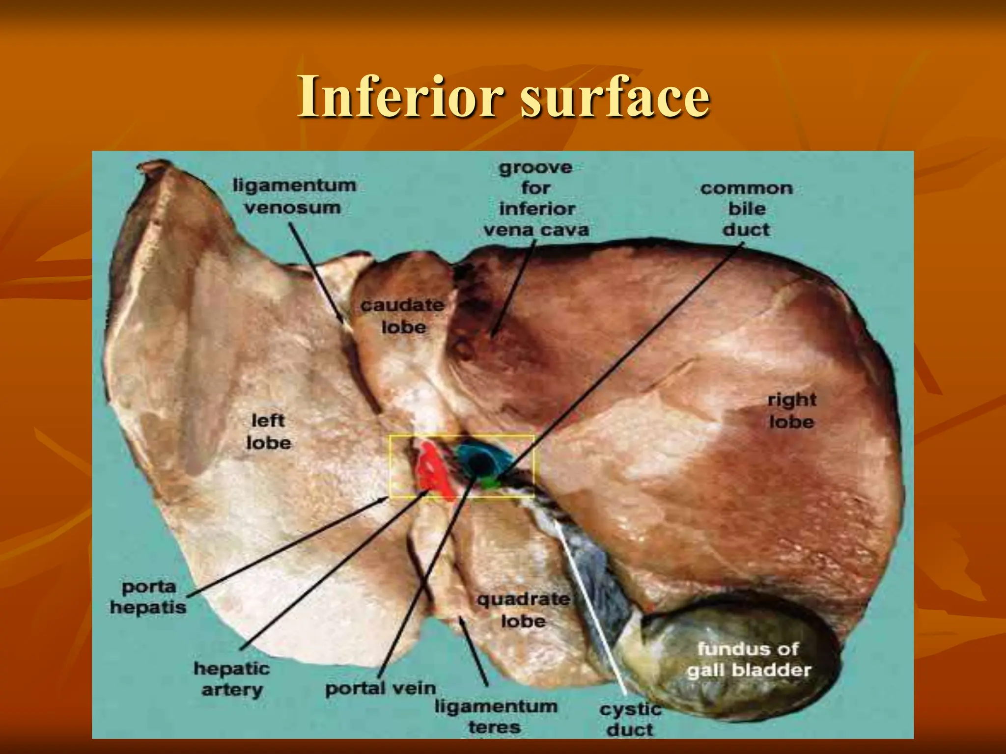 Radiology anatomy and imaging ofliver.ppt