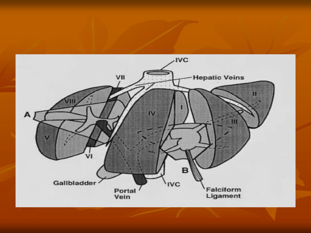 Radiology anatomy and imaging ofliver.ppt