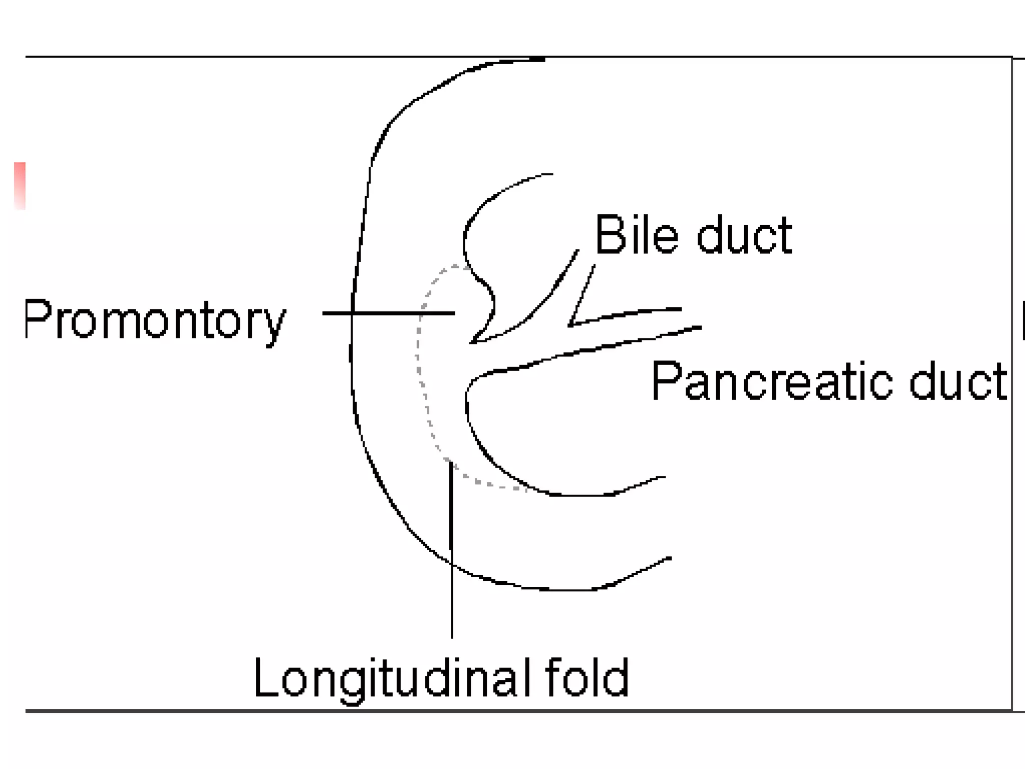 Radiology of digestive system | PPT
